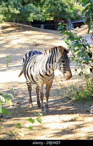 Lovely zebra in beijing zoo, north china Stock Photo - Alamy