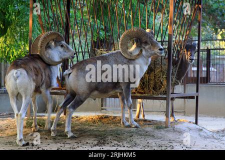 lovely Argali in the Beijing zoo, china Stock Photo - Alamy