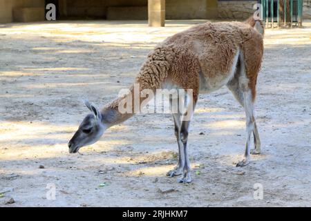 lovely guanaco in the Beijing zoo, china Stock Photo - Alamy
