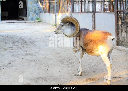 lovely Argali in the Beijing zoo, china Stock Photo - Alamy