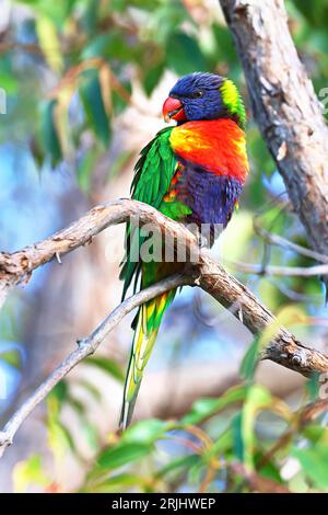 Rainbow Lorikeets. Birds doing bird stuff outside in the warm sun Stock ...