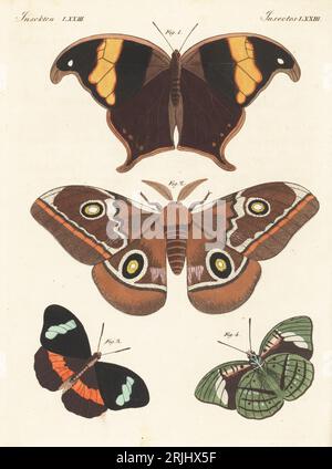 Cape lappet moth, Eutricha capensis Stock Photo - Alamy