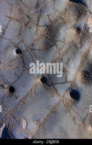 Piddock Clam holes in solid rock on Shi Shi Beach near Point of Arches ...