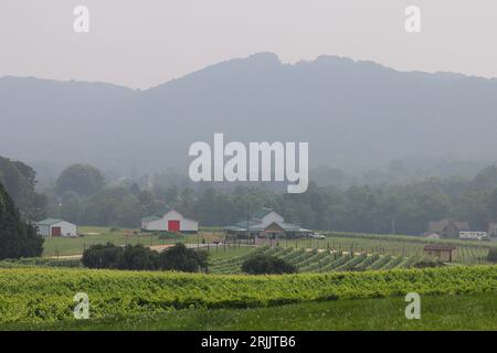 This captivating image captures a scenic view of the rolling vineyard ...