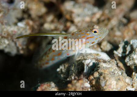 Tangaroa Shrimpgoby, Ctenogobiops tangaroai, with very long dorsal fin ...