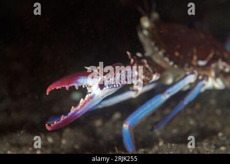 Swimming Crab, Portunus pelagicus, night dive, TK3 dive site, Lembeh ...