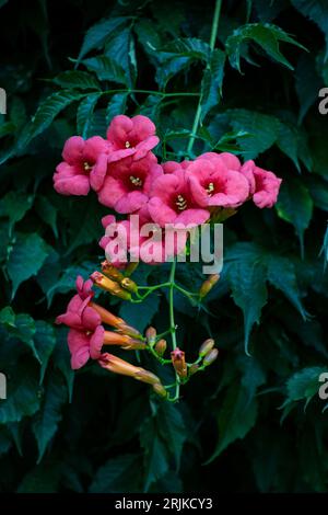 Campsis Tecoma radicans flower also known as trumpet vine trumpet ...