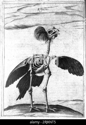 Human bone including leg bones from the wreck of the Mary Rose; warship ...