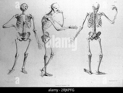 Human anatomy, illustration. The skeleton is visible, and organs shown ...