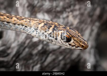 A Cape Sand Snake (Psammophis leightoni), a mildly venomous species ...