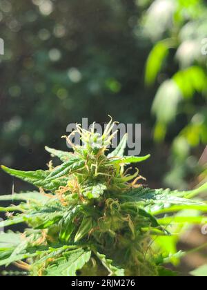 Marijuana Farm. Commercial cultivation of marijuana for pharmaceutical ...