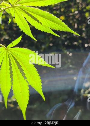 Marijuana farm. The commercial cultivation of marijuana for ...