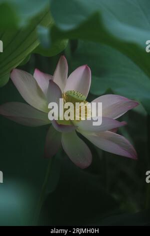 A close-up of a vibrant Nut-bearing lotus (Nelumbo nucifera) flower ...