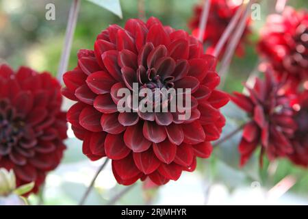 Maroon red decorative Dahlia 'Karma Choc' in flower Stock Photo - Alamy