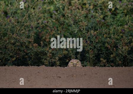 An adorable owl perched atop a dirt mound in a natural outdoor ...