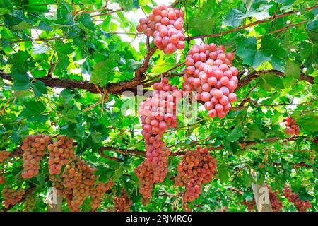 Mature grapes in a plantation in Lulong County, Hebei Province, China ...