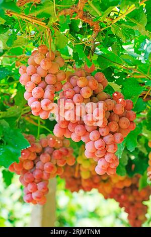 Mature grapes in a plantation in Lulong County, Hebei Province, China ...