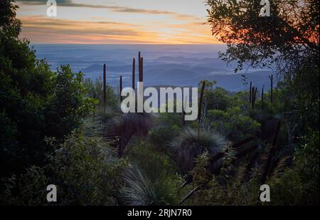 Native Grass Trees which are hundreds of years old on lookout at the ...
