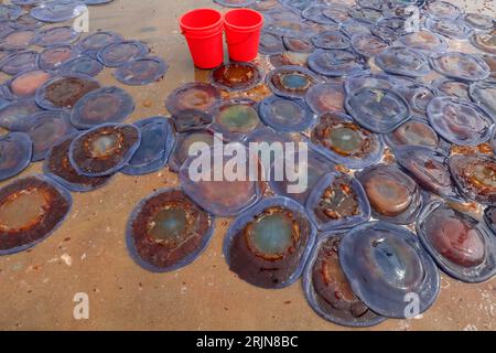 Jellyfish skin covers the ground at a seafood processing plant in North ...