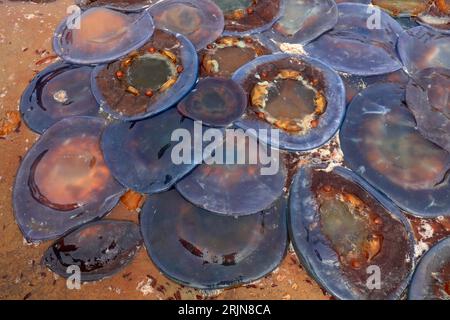 Jellyfish skin covers the ground at a seafood processing plant in North ...