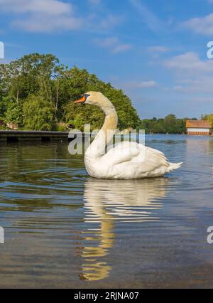 A vertical closeup of a white swan swimming in sunlit water Stock Photo ...