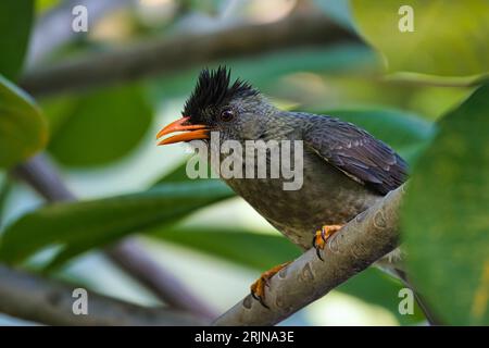 A close-up photograph of a Seychelles Bulbul, an endemic bird species ...