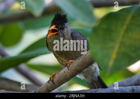 A close-up photograph of a Seychelles Bulbul, an endemic bird species ...