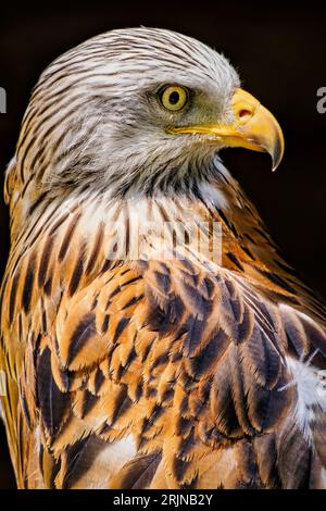 A vertical shot of a brown red kite bird flying in a park over a tree ...