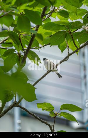 A low angle shot of a sparrow perched on a branch of a tree with yellow ...