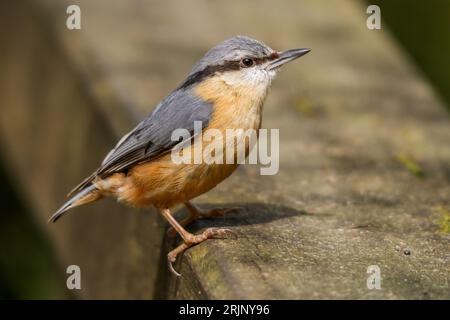 A nuthatch bird with orange and gray feathers sits on a tree in a park ...