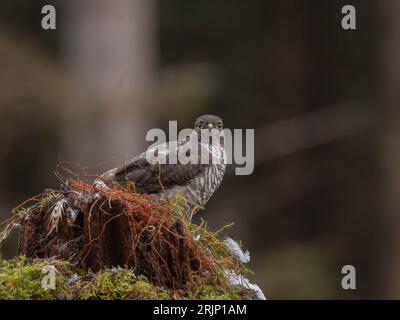 A majestic Northern goshawk perched atop a moss-covered tree stump in a ...