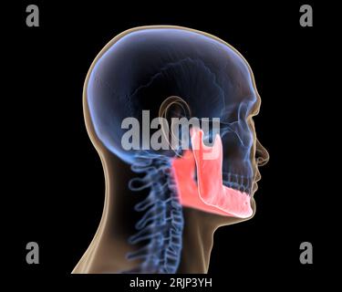 Xray Mandible in Red Highlights Stock Photo - Alamy