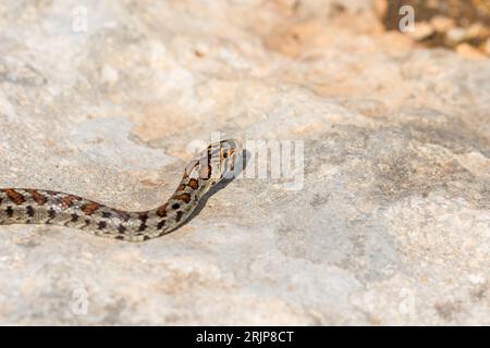 An adult Leopard Snake or European rat snake, Zamenis situla, an ...
