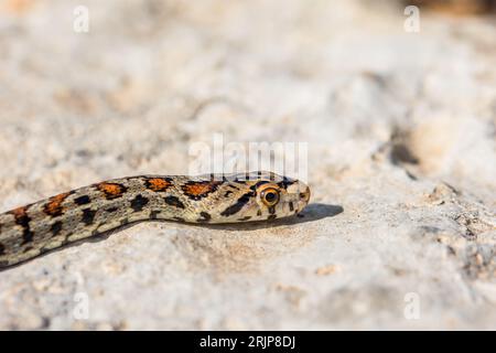 An adult Leopard Snake or European rat snake, Zamenis situla, an ...