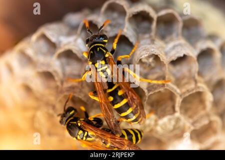 A close-up capturing the beginning stages of a European wasp colony ...