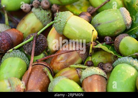 fallen acorns in woodland united kingdom Stock Photo - Alamy