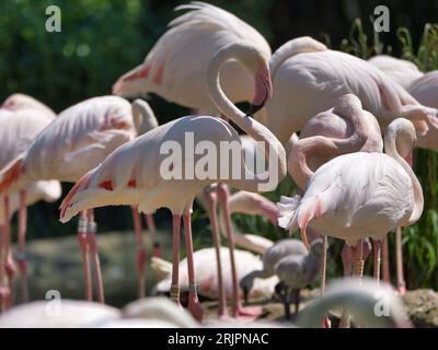 Group of pink flamingos standing at pond in summer Stock Photo - Alamy