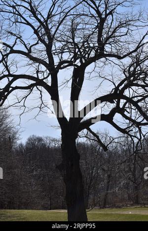 A barren tree stands in stark contrast against a large, brick-built ...