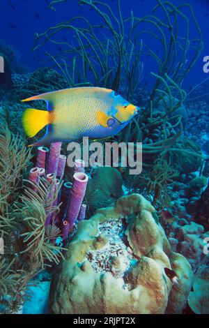 Queen angelfish (Holacanthus ciliaris) swimming over coral reef ...