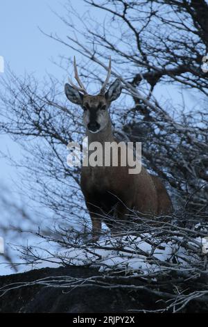 Male South Andean Deer (Hippocamelus bisulcus) crossing a river, Aysen ...