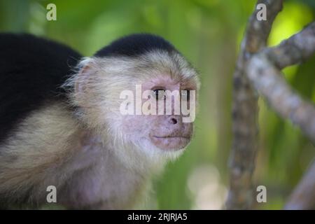 A capuchin monkey sits atop a tree branch, surrounded by lush greenery ...