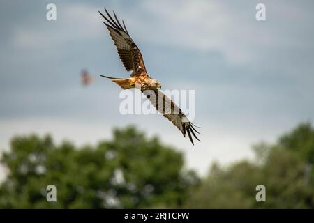 beautiful red kites hunting in flight Stock Photo - Alamy
