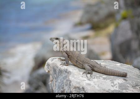 Close up of a Mexican iguana Stock Photo - Alamy
