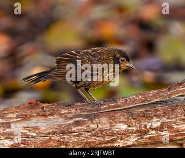 red winged blackbird baby Stock Photo - Alamy