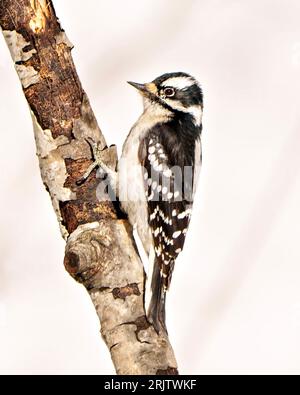 Woodpecker female side view gripping to a tree trunk and displaying ...