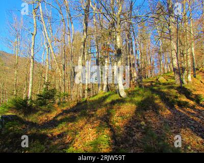 Mixed broadleaf and conifer forest of sessile oak, beech and spruce lit ...