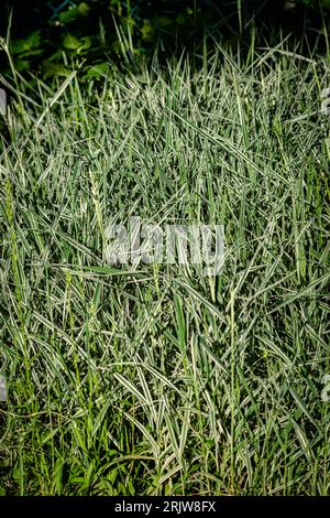 Variegated Silver Grass is an herbaceous perennial grass with an ...