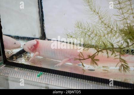 The axolotl (Ambystoma mexicanum), paedomorphic salamander, critically ...