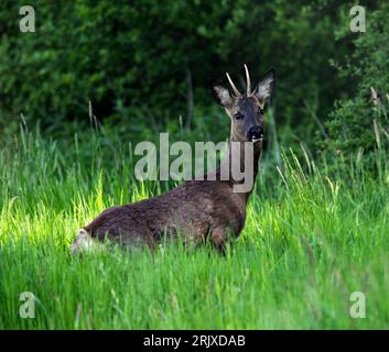 deer on the meadow / reh auf der wiese Stock Photo - Alamy