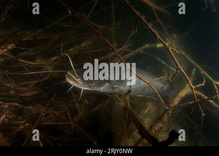 Catfish hiding among branches. Calm wels catfish in the lake. Big fish ...